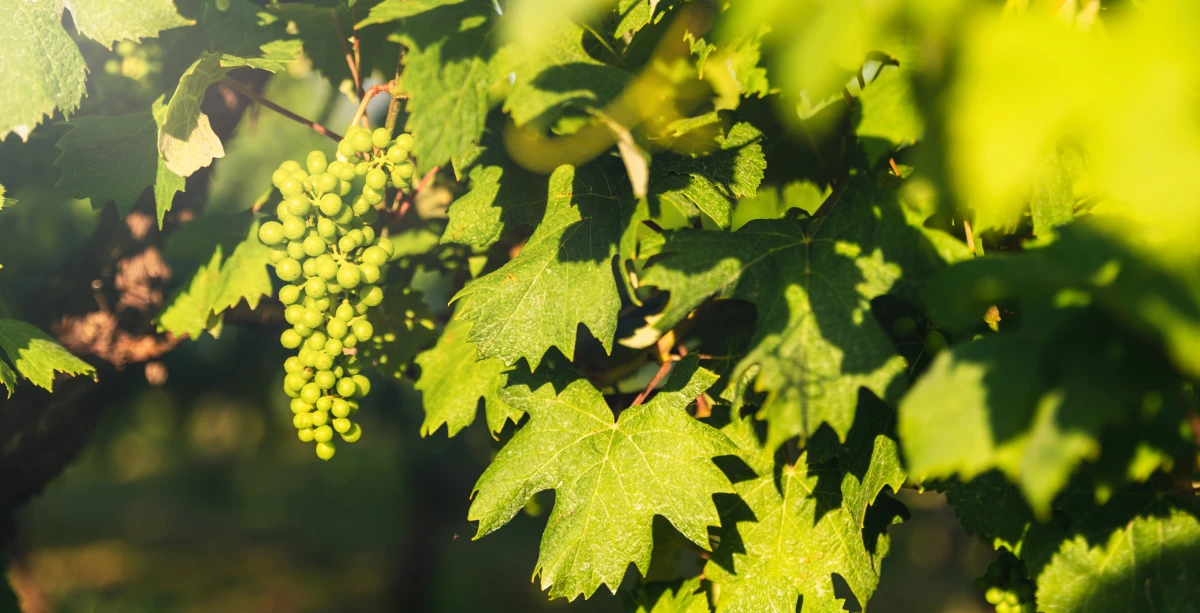 Le terroir, un facteur déterminant dans la qualité des fruits secs et oléagineux - Terroir & Santé